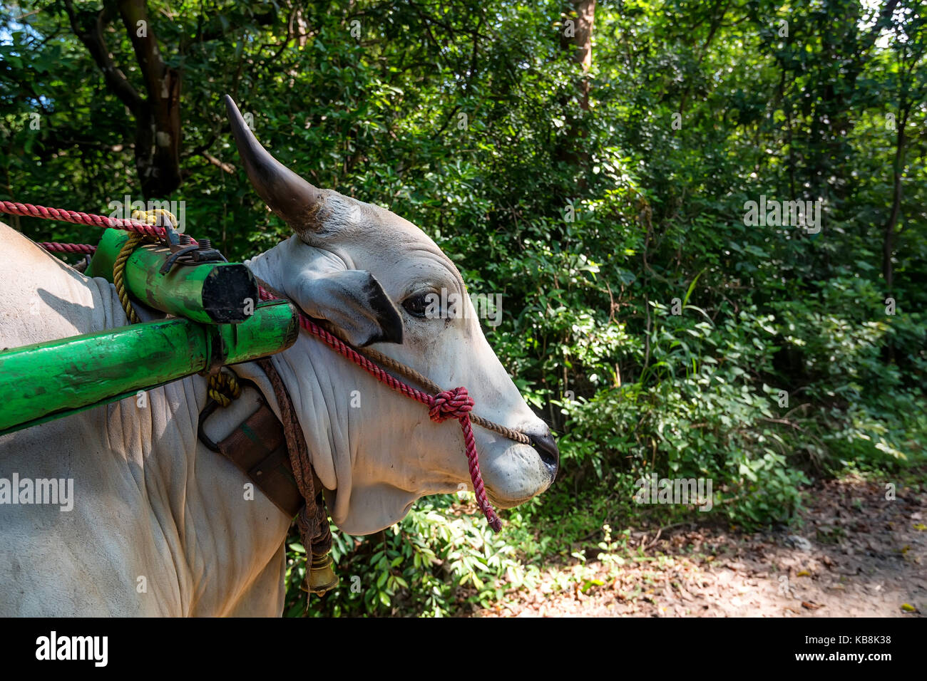 Ceremonialdecoration hi-res stock photography and images - Alamy