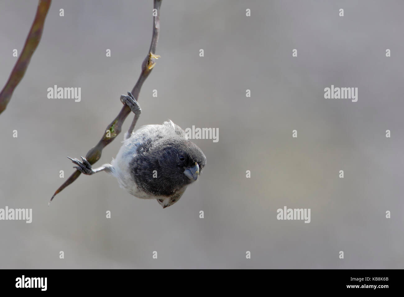 Small Tree Finch (Camarhynchus parvulus) male, Punta Cormorant ...