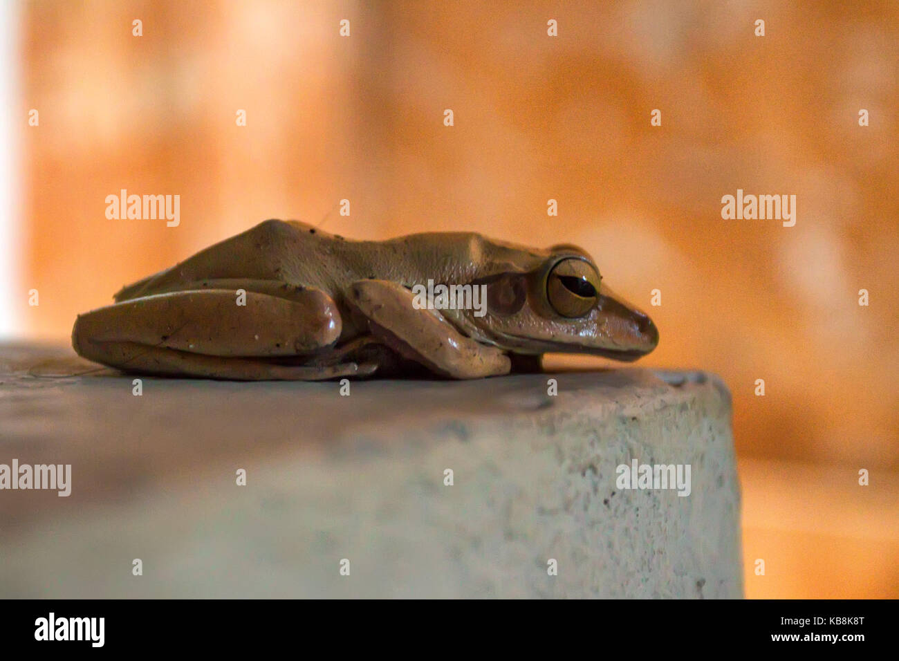 Beautiful grey tree frog in Thailand Stock Photo - Alamy