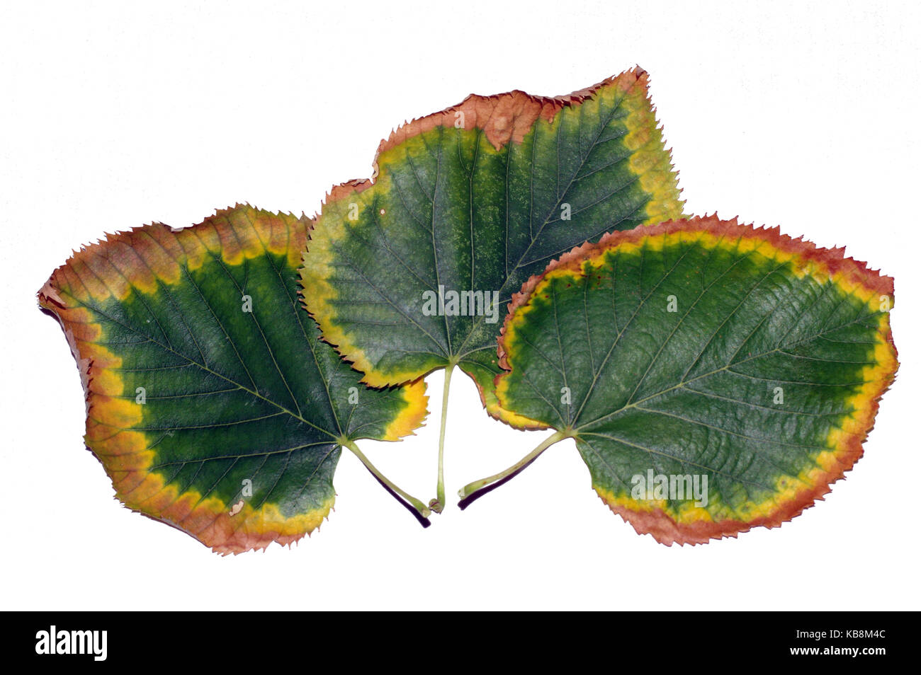 Silver lime tree hi-res stock photography and images - Alamy