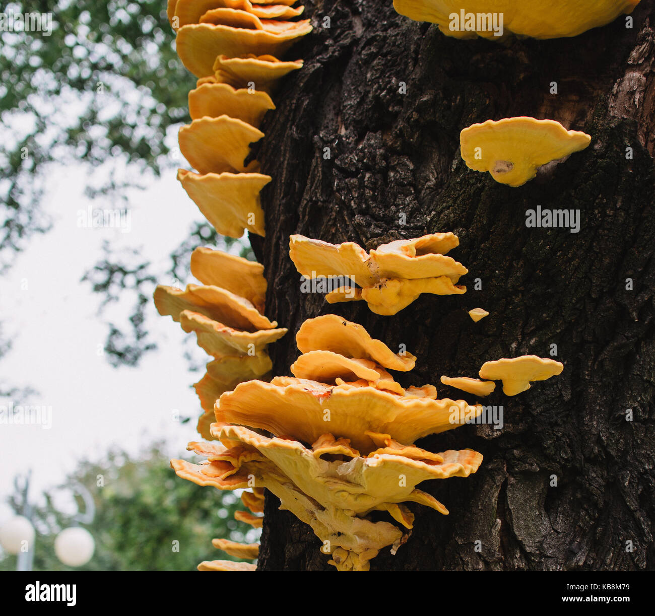 Laetiporus sulphureus (Bull.) Murrill on the tree Stock Photo - Alamy