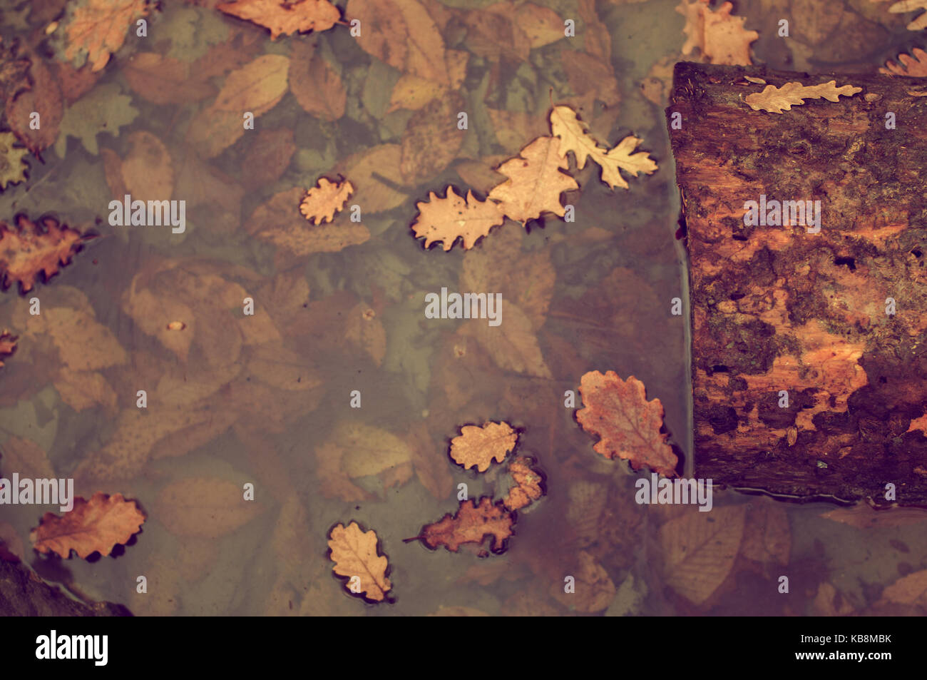 A severed tree semi submerged in water. Leaves can be seen floating and ...