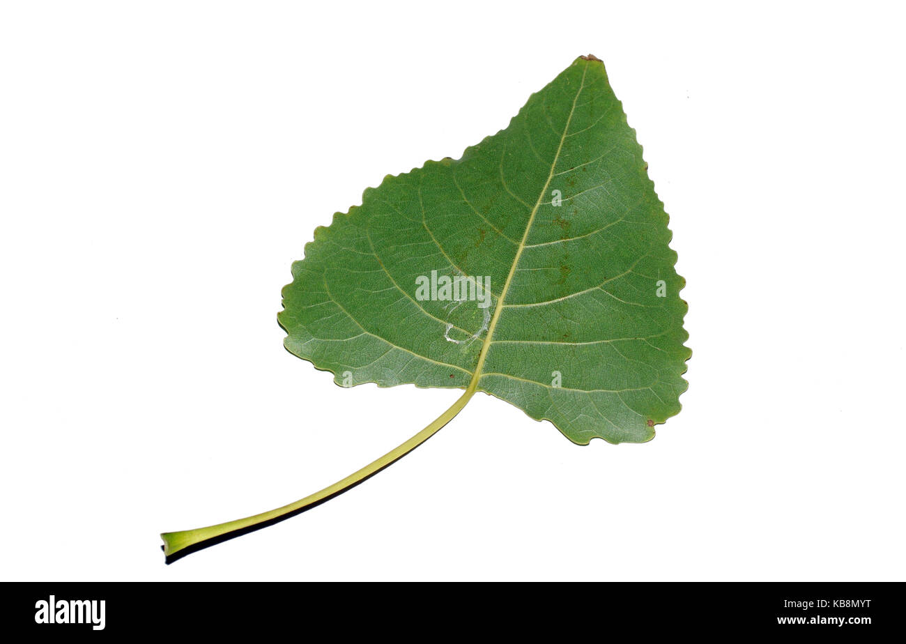 Poplar's leaf Stock Photo - Alamy
