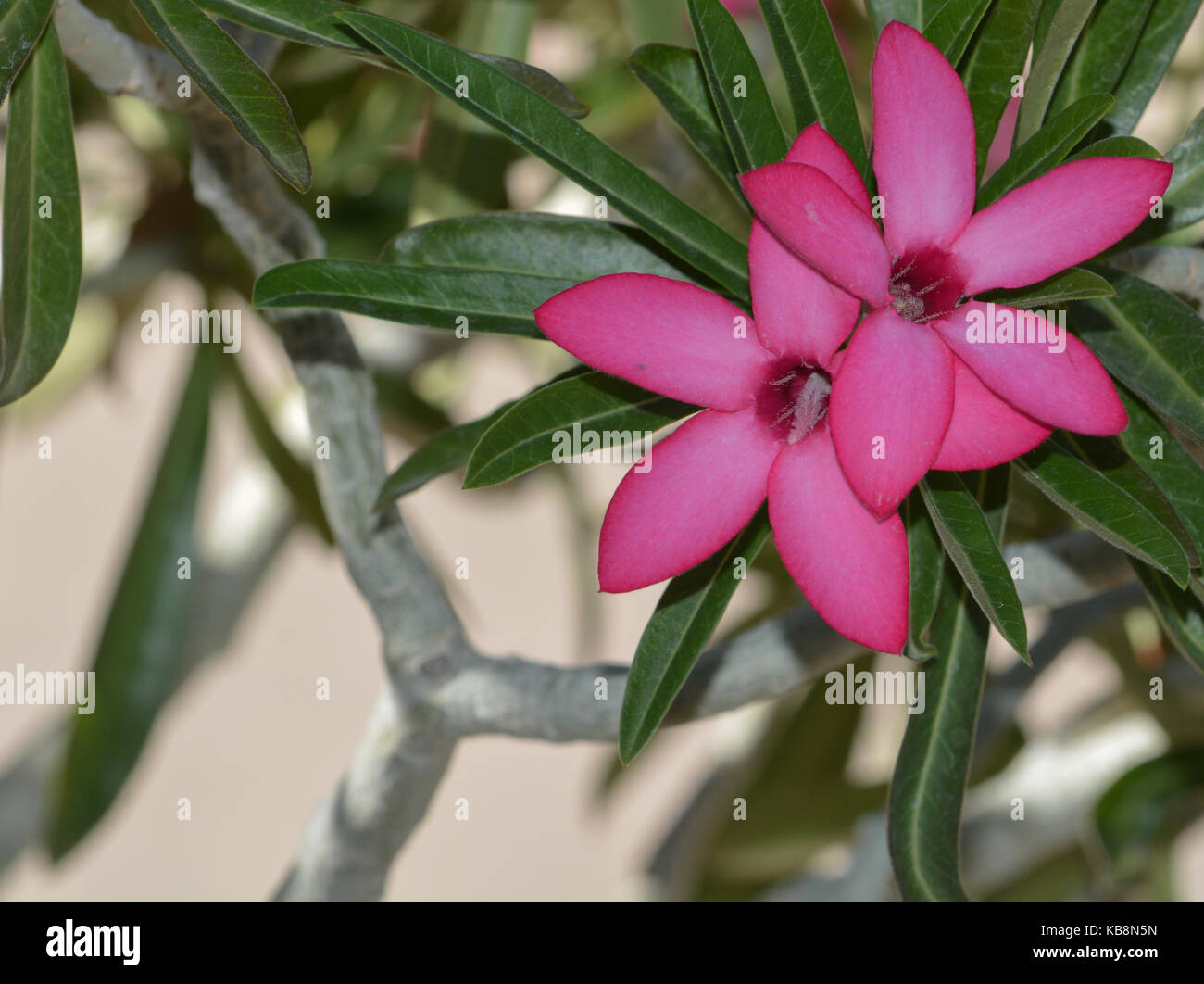 Desert rose adenium obesum, in Pheonix Arizona Stock Photo - Alamy