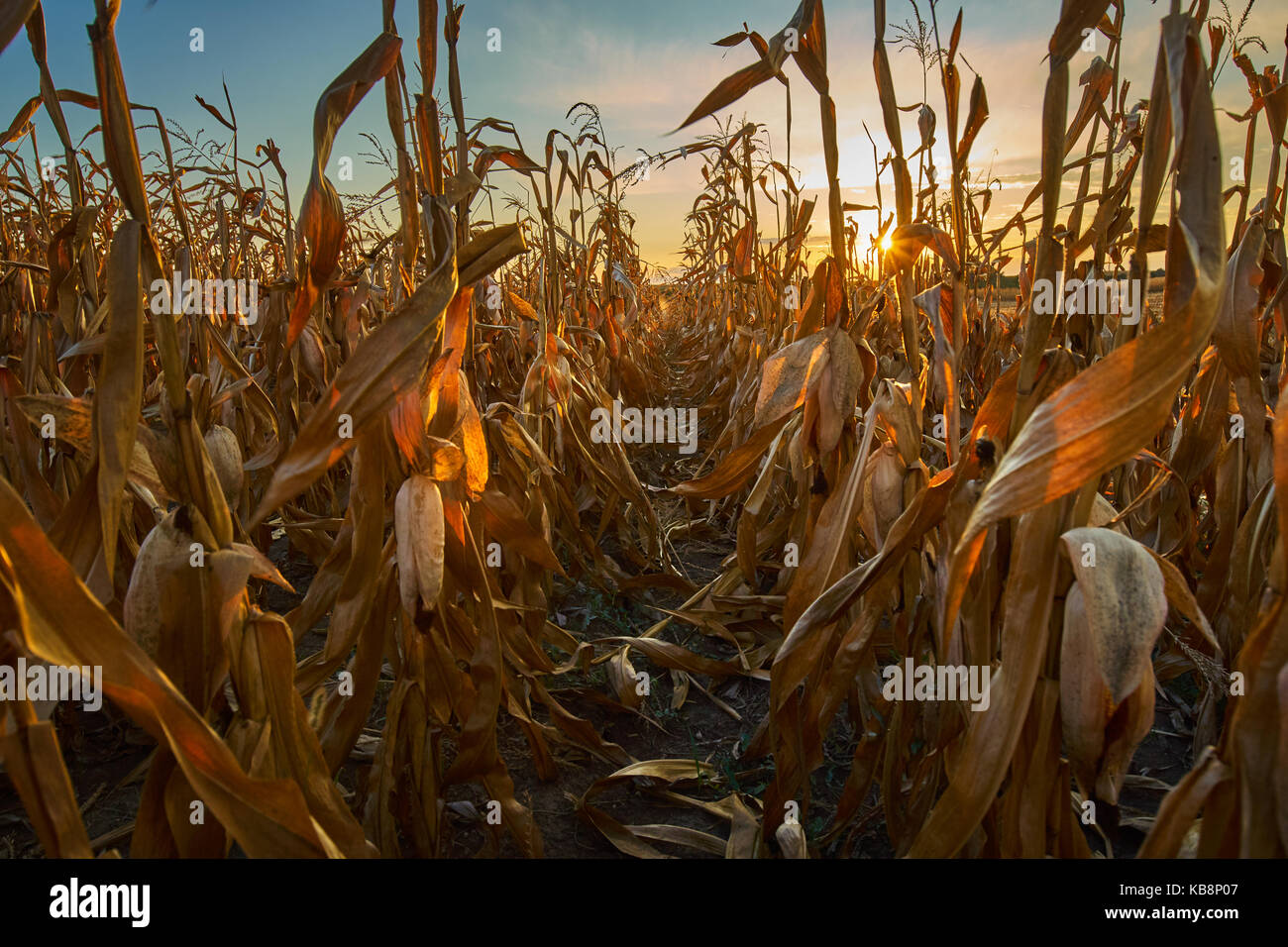 Corn field at sunset in harvesting season Stock Photo - Alamy