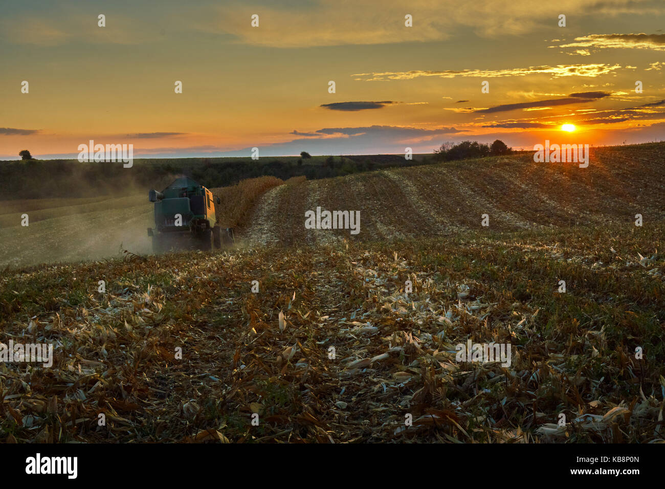 Corn field at sunset with a combine harvester in the distance Stock ...