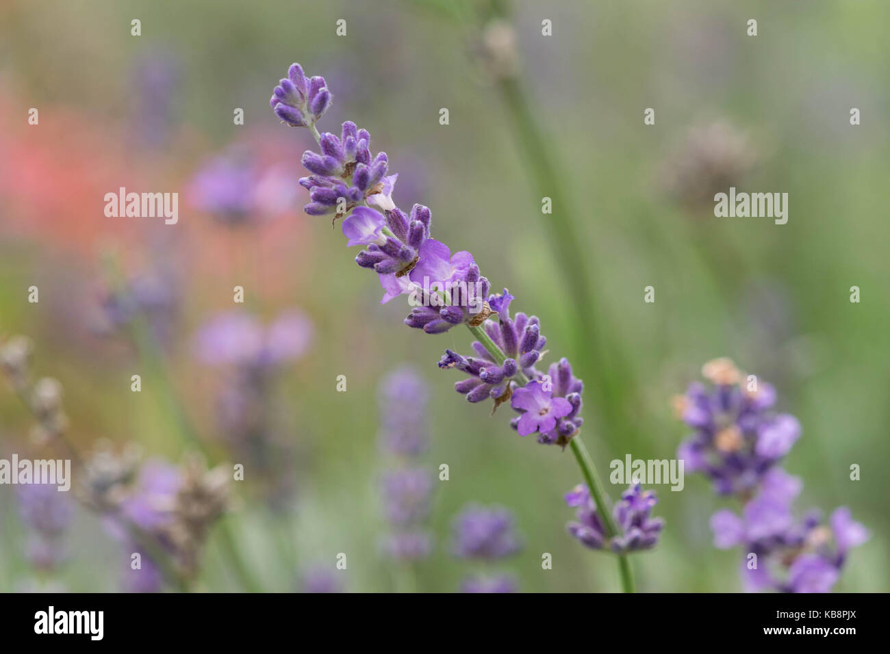 close up of lavdender violet stem Stock Photo - Alamy
