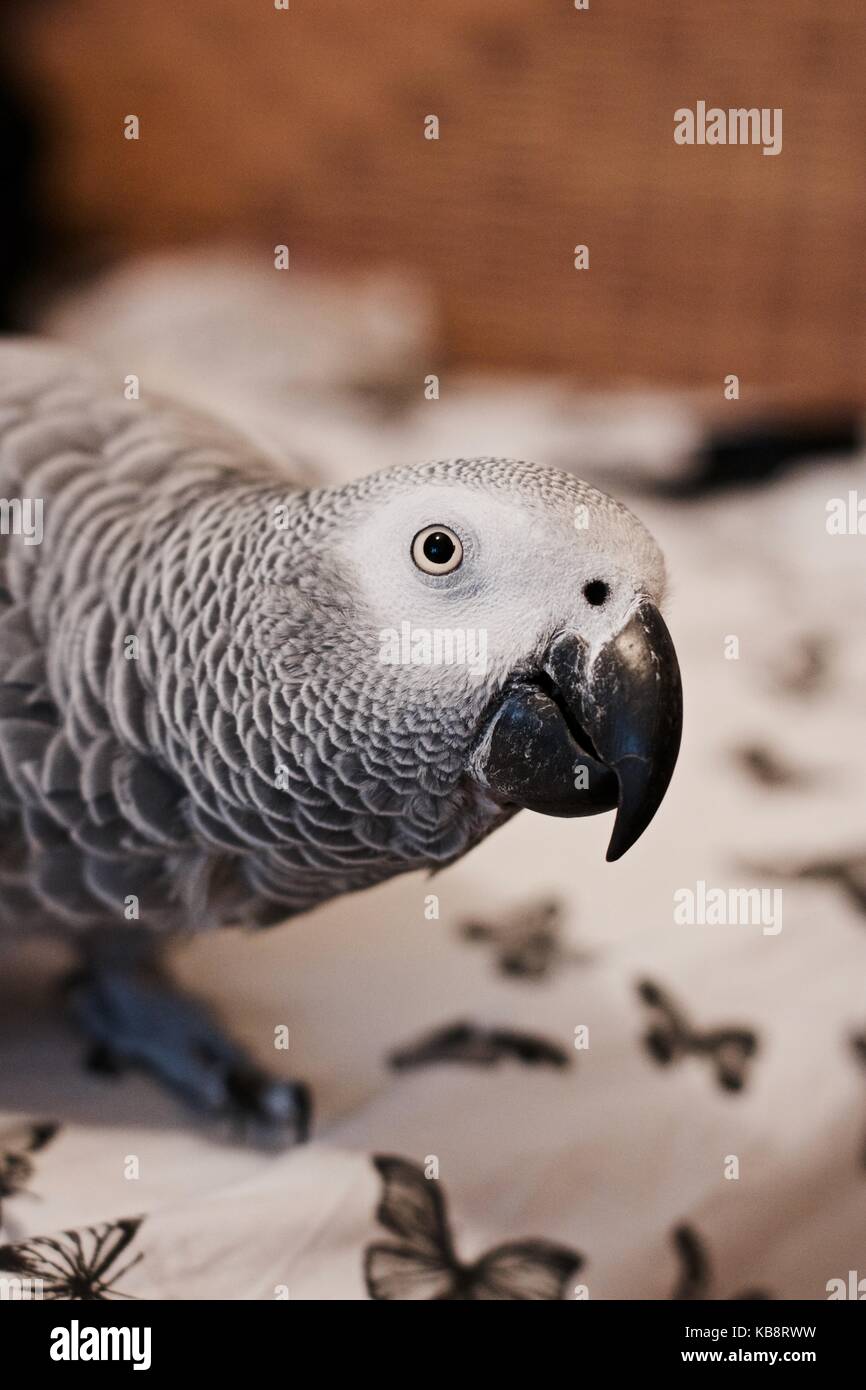 Small home pet. African gre parrot. Natural animal concept Stock Photo ...