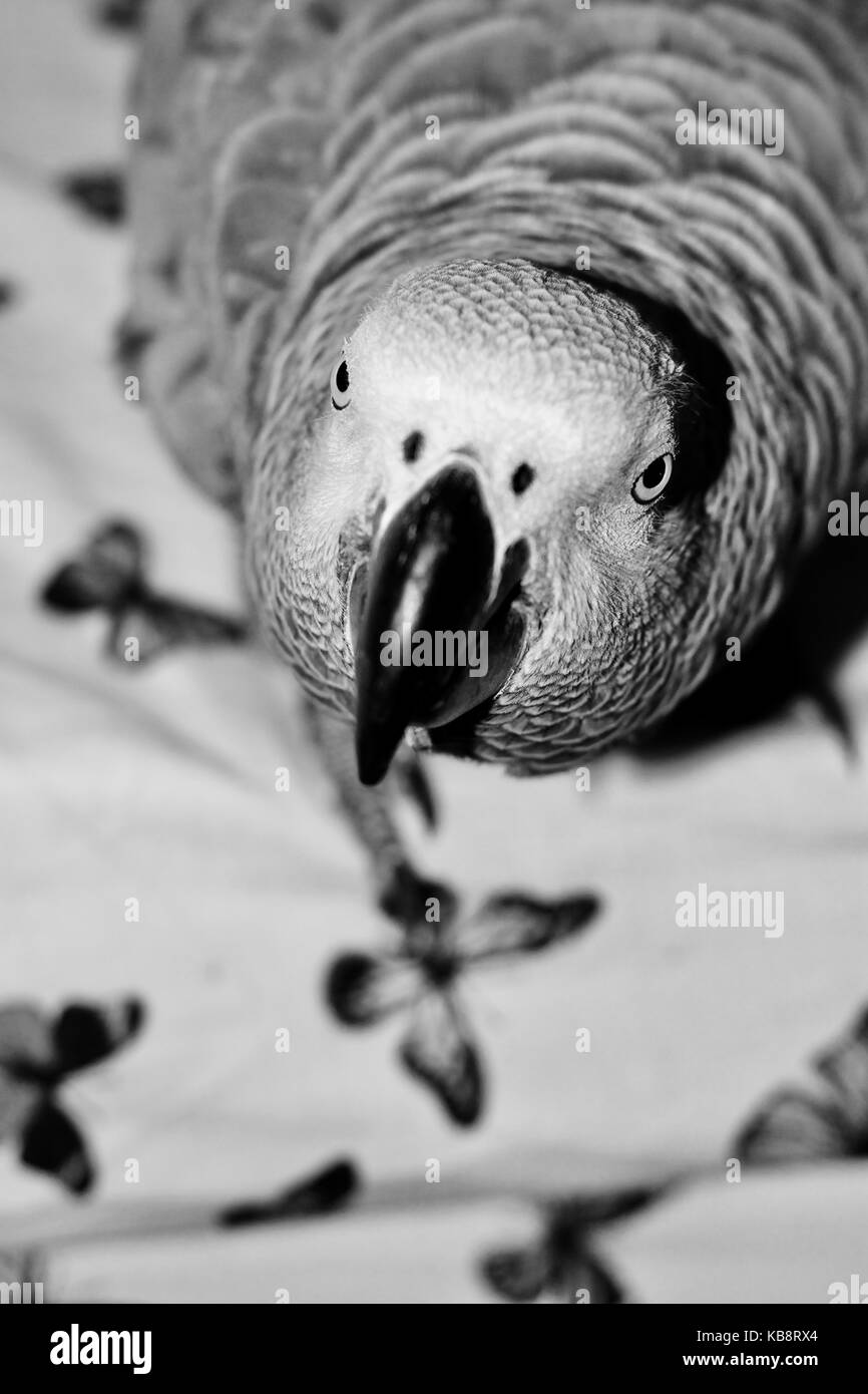 Small home pet. African gre parrot. Natural animal concept Stock Photo ...