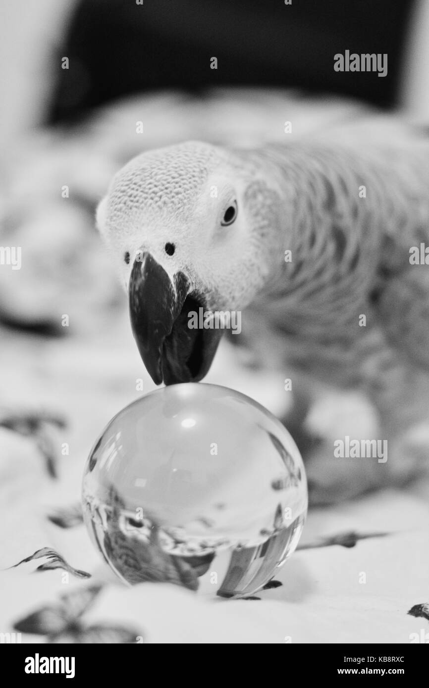 Small home pet. African gre parrot. Natural animal concept Stock Photo ...