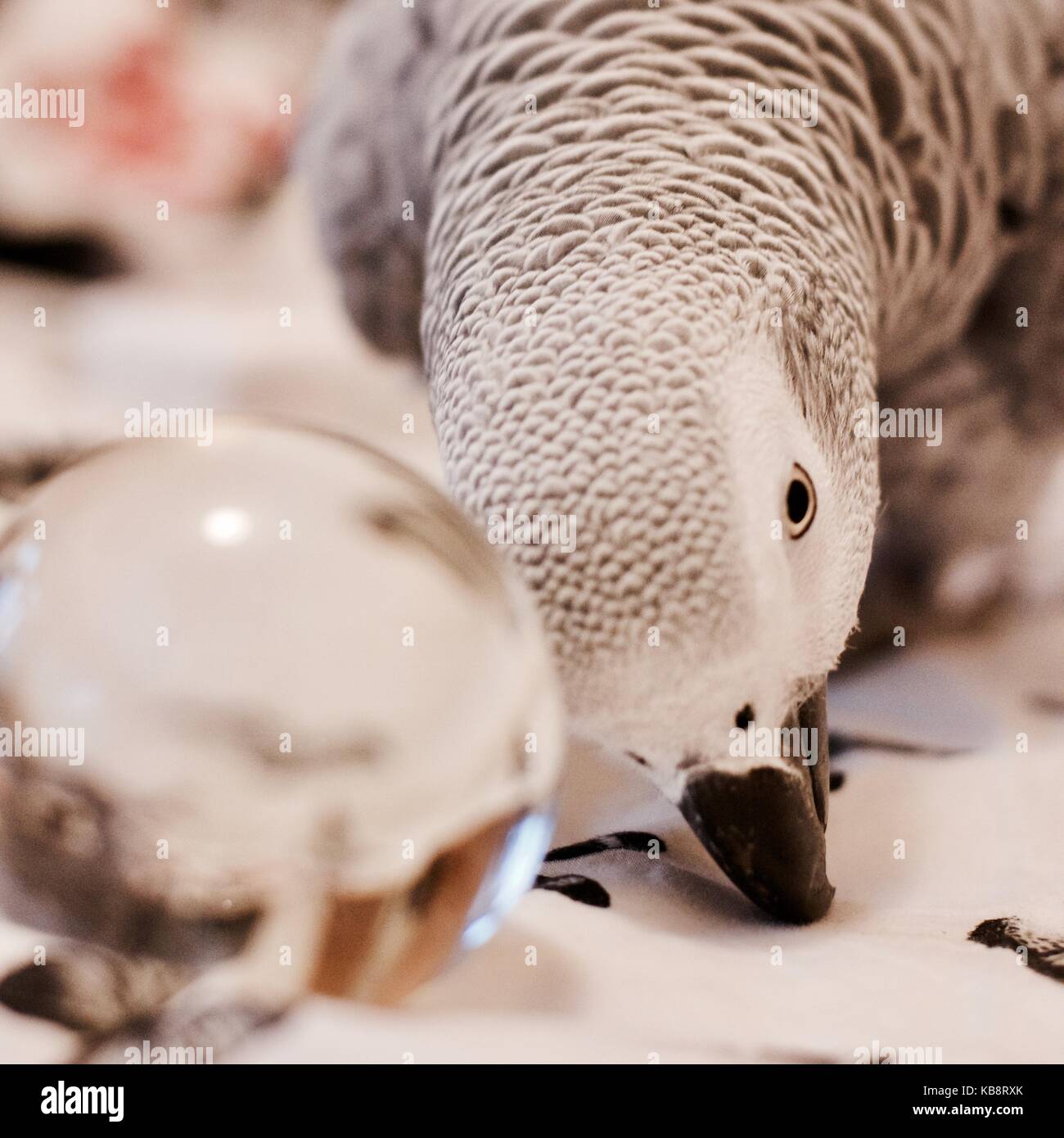 Small home pet. African gre parrot. Natural animal concept Stock Photo ...