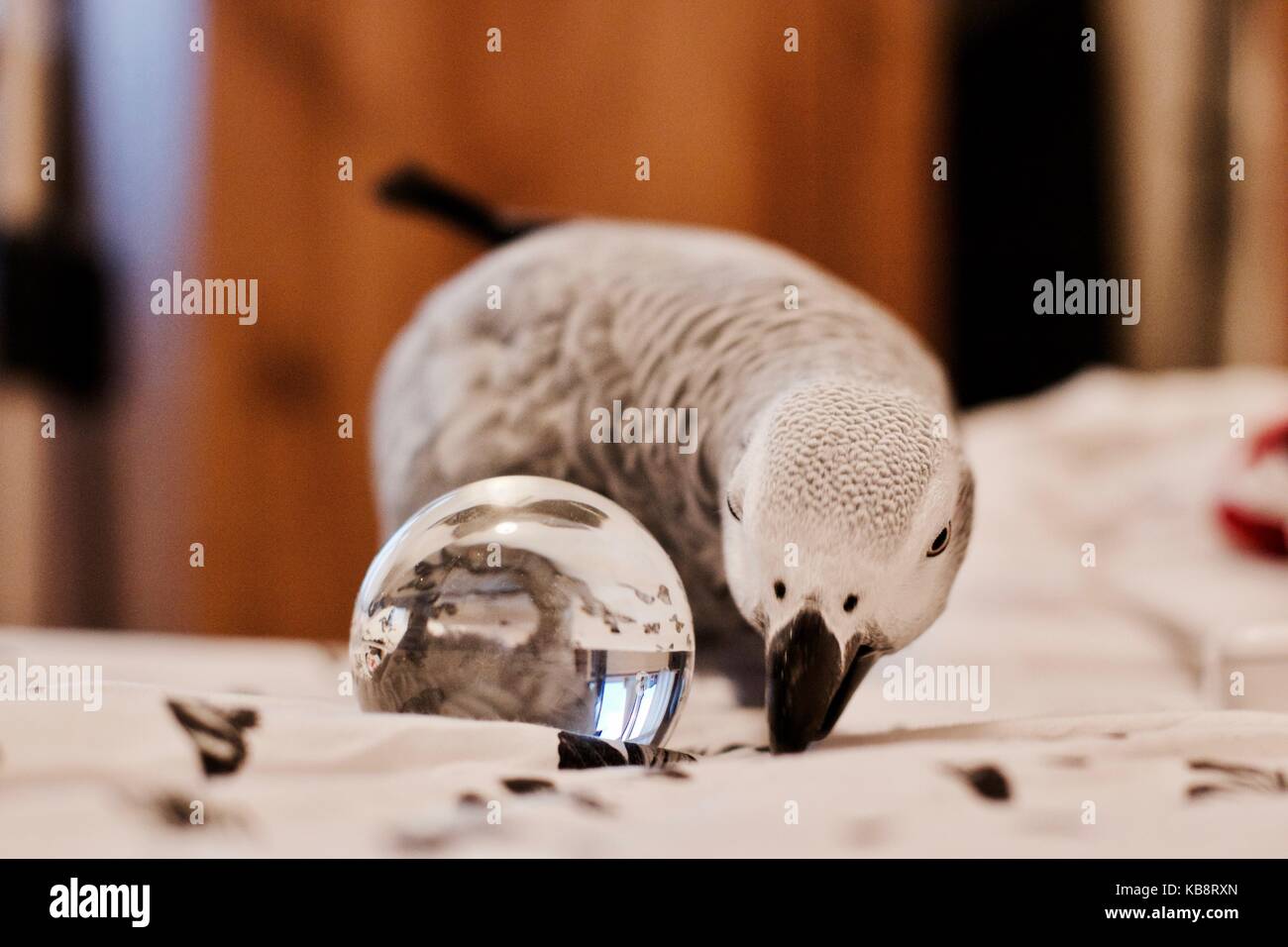 Small home pet. African gre parrot. Natural animal concept Stock Photo ...
