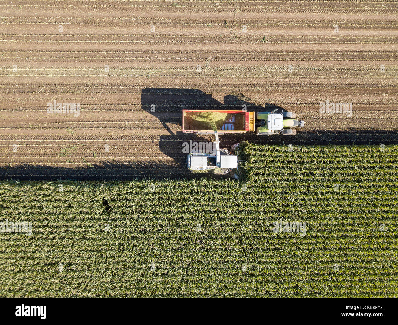 Machines harvesting corn in the field. Aerial drone shot Stock Photo ...