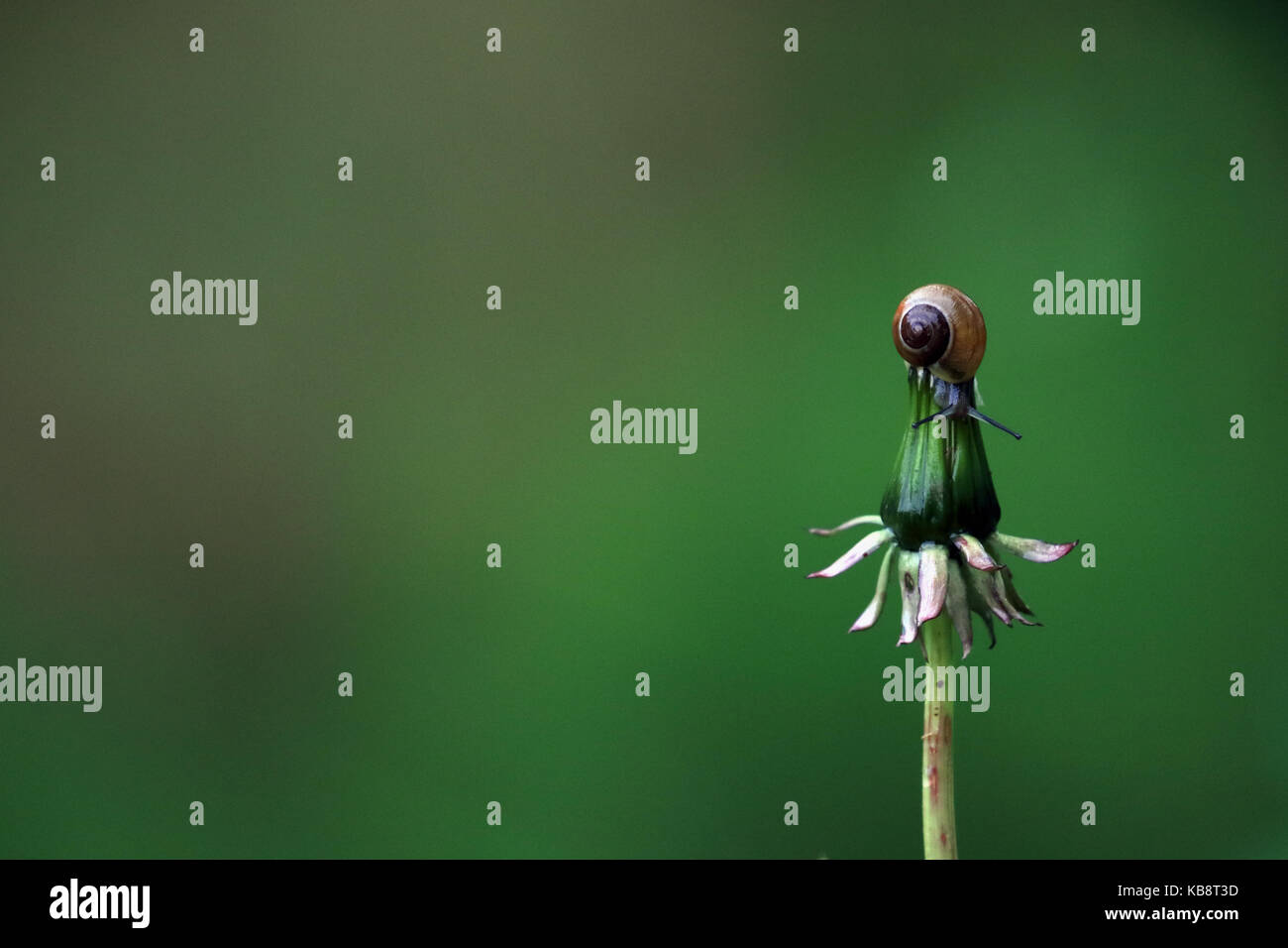 Snail shell spiral hi-res stock photography and images - Alamy