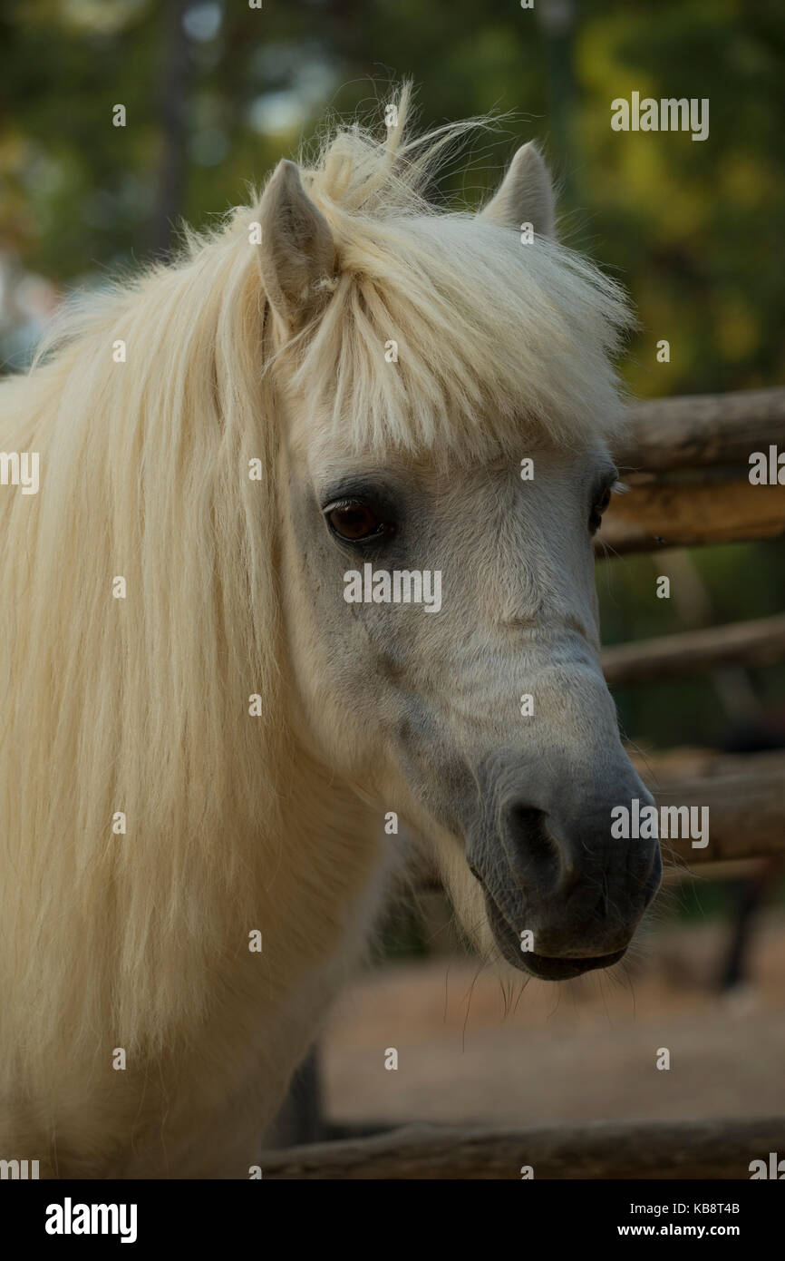 rare Skyros horse pony endangered Greece Stock Photo - Alamy