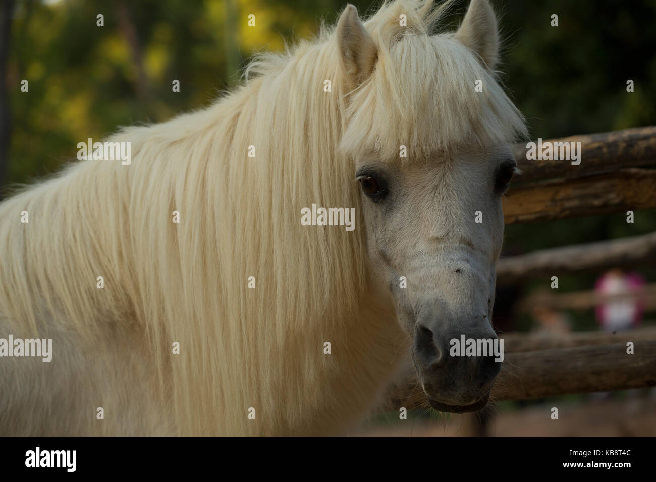 rare Skyros horse pony endangered Greece Stock Photo - Alamy