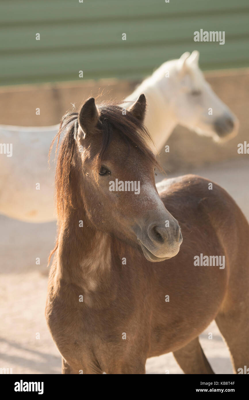 rare Skyros horse pony endangered Greece Stock Photo - Alamy