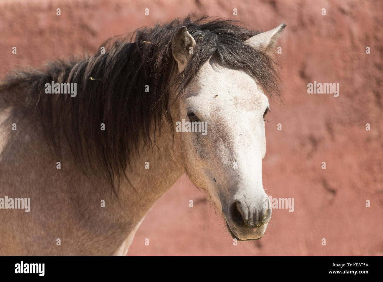 rare Skyros horse pony endangered Greece Stock Photo - Alamy