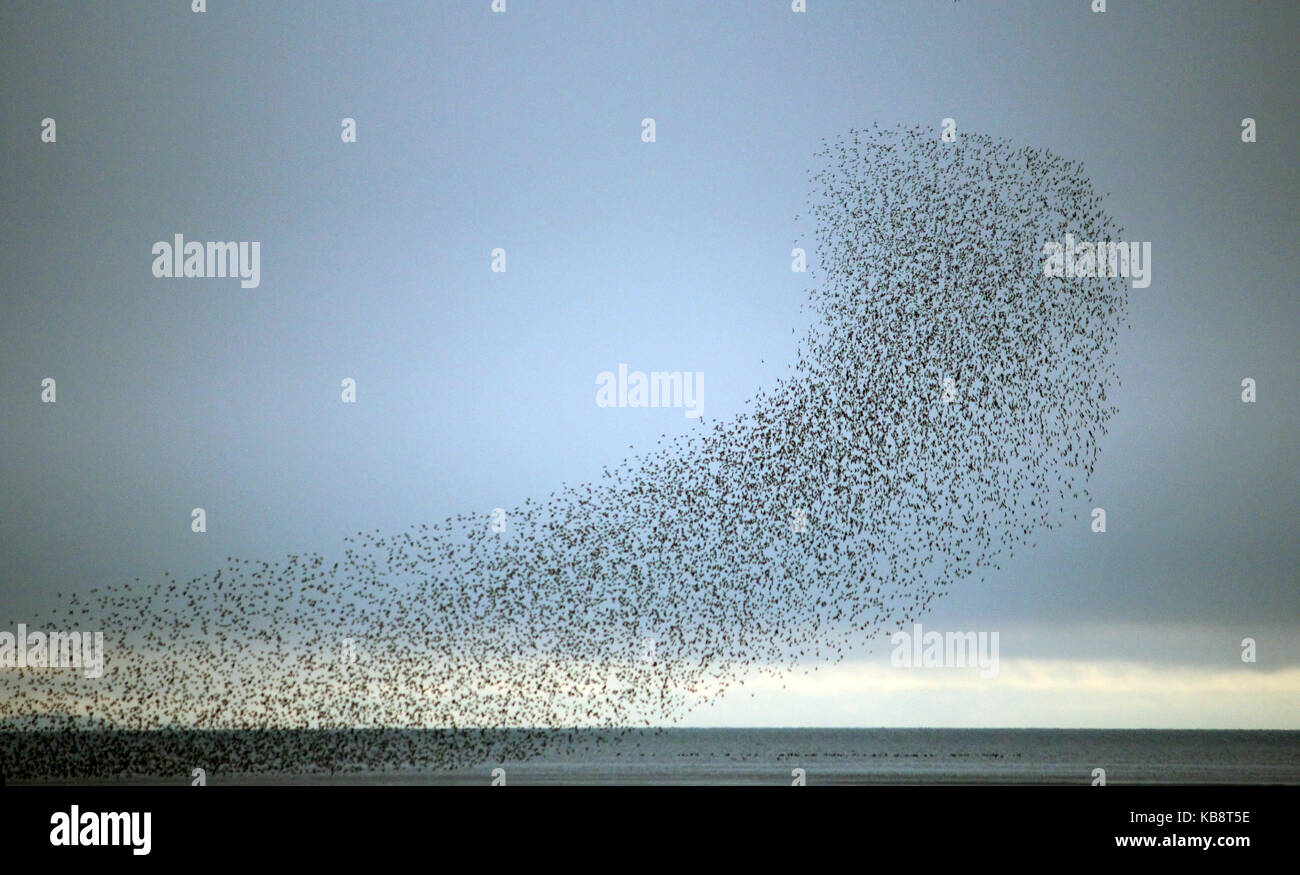 Birds of boundary bay hi-res stock photography and images - Alamy