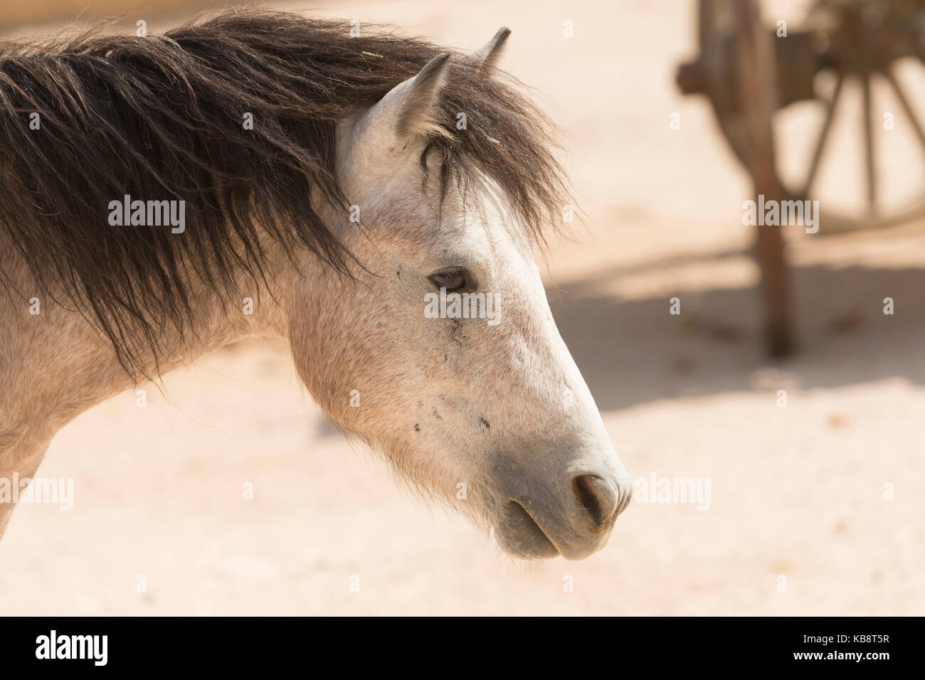 rare Skyros horse pony endangered Greece Stock Photo - Alamy
