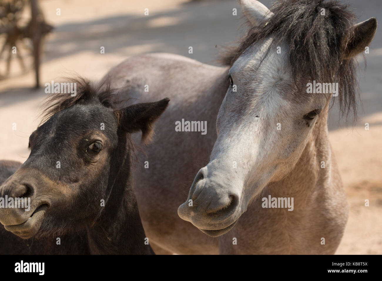 rare Skyros horse pony endangered Greece Stock Photo - Alamy
