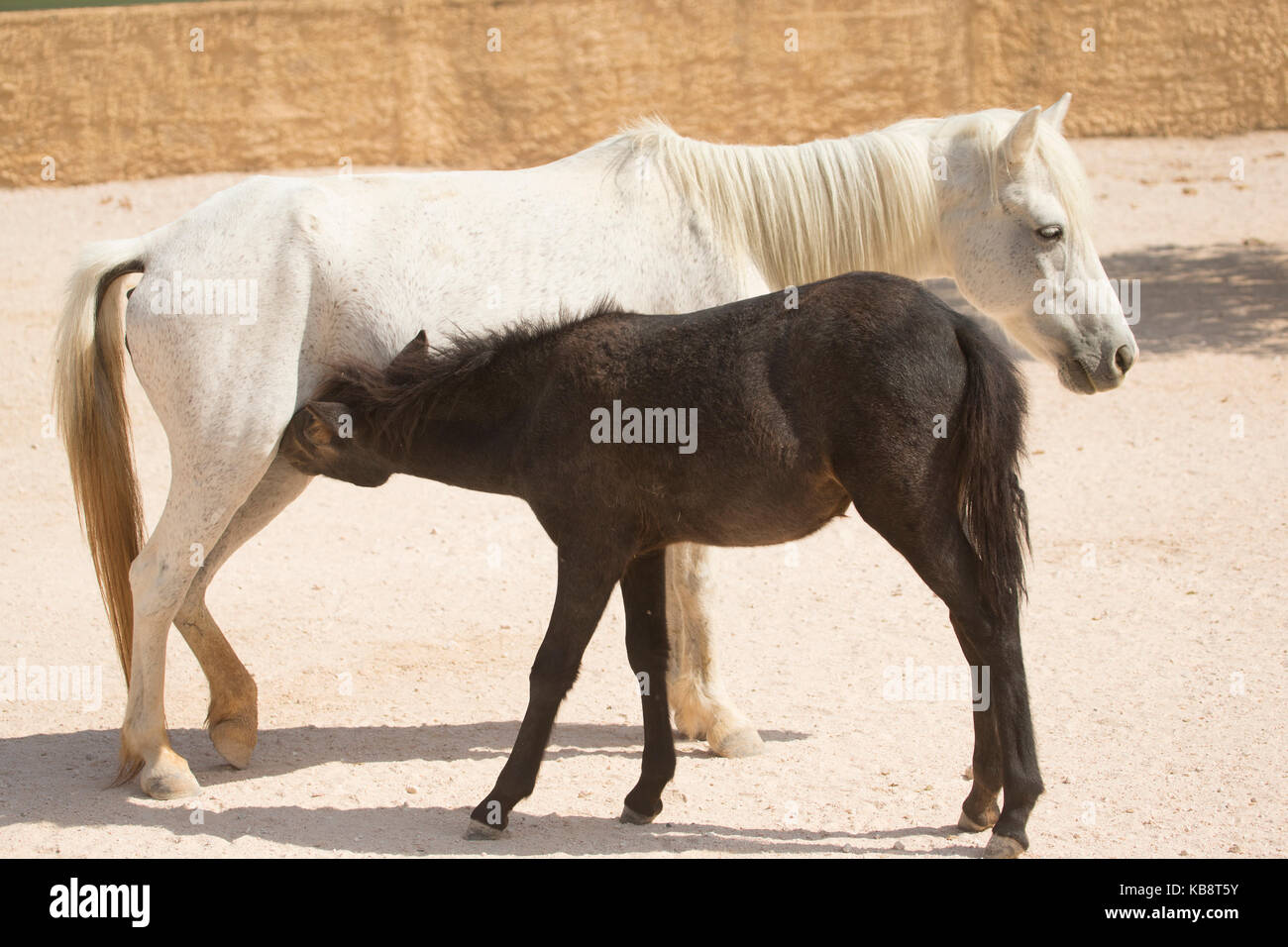 rare Skyros horse pony endangered Greece Stock Photo - Alamy