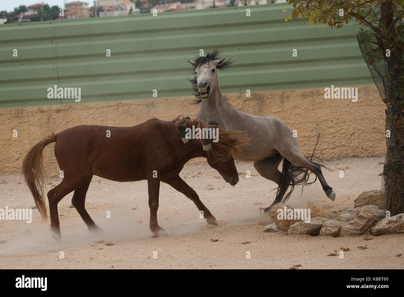 rare Skyros horse pony endangered Greece Stock Photo - Alamy