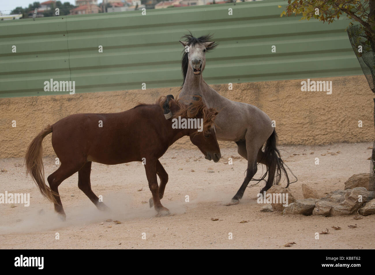 rare Skyros horse pony endangered Greece Stock Photo - Alamy