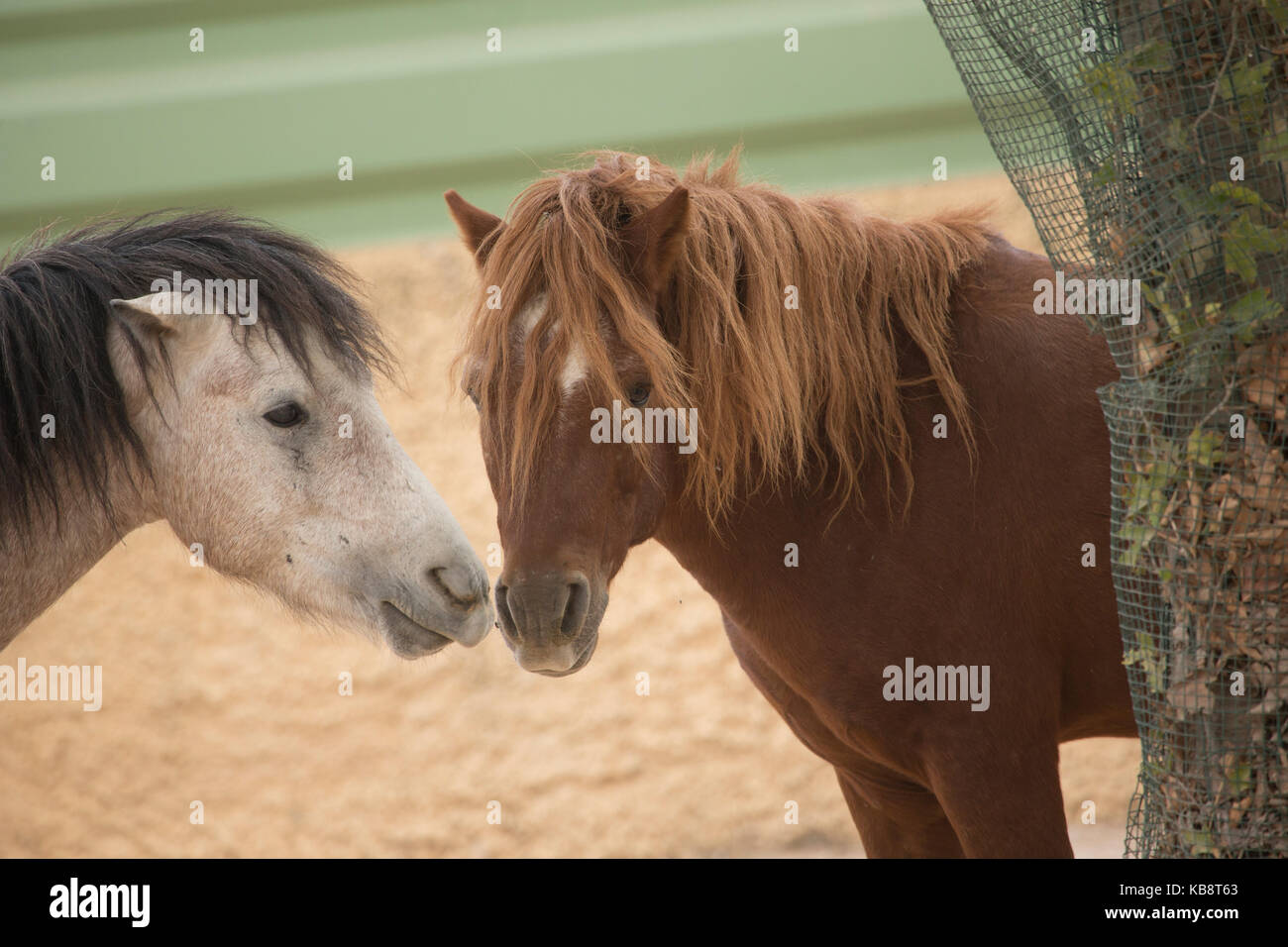rare Skyros horse pony endangered Greece Stock Photo - Alamy