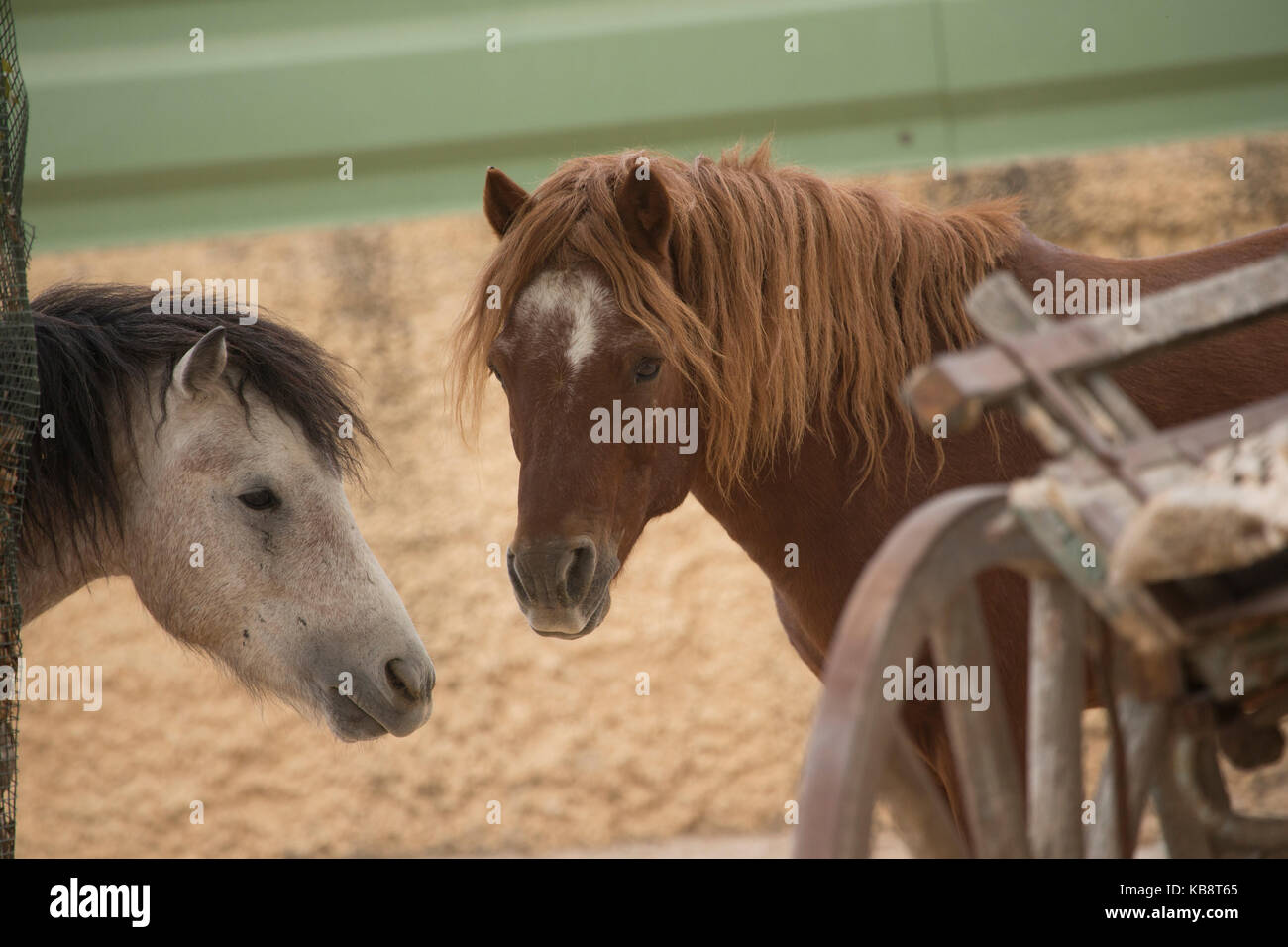 rare Skyros horse pony endangered Greece Stock Photo - Alamy