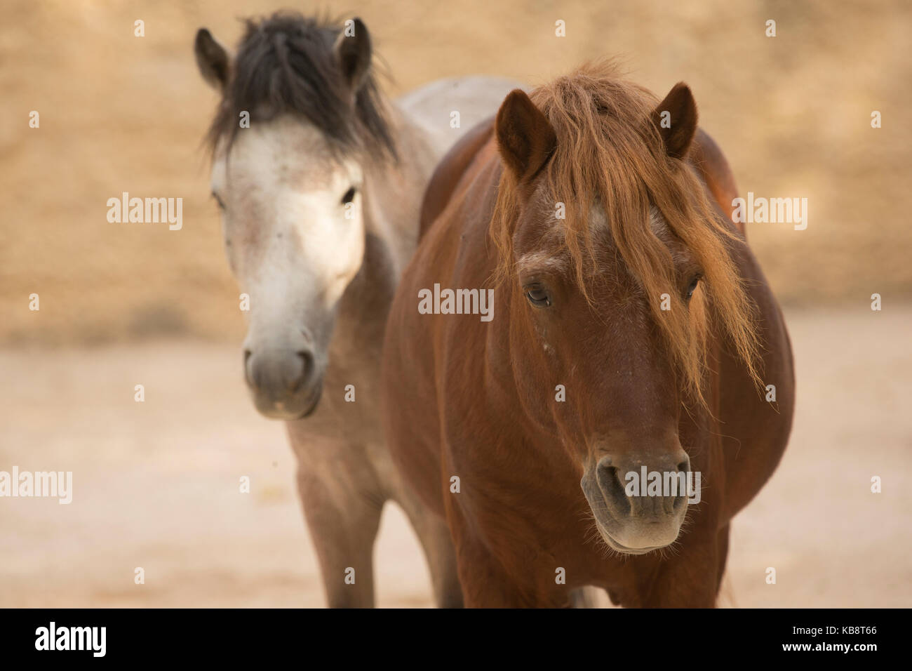 rare Skyros horse pony endangered Greece Stock Photo - Alamy