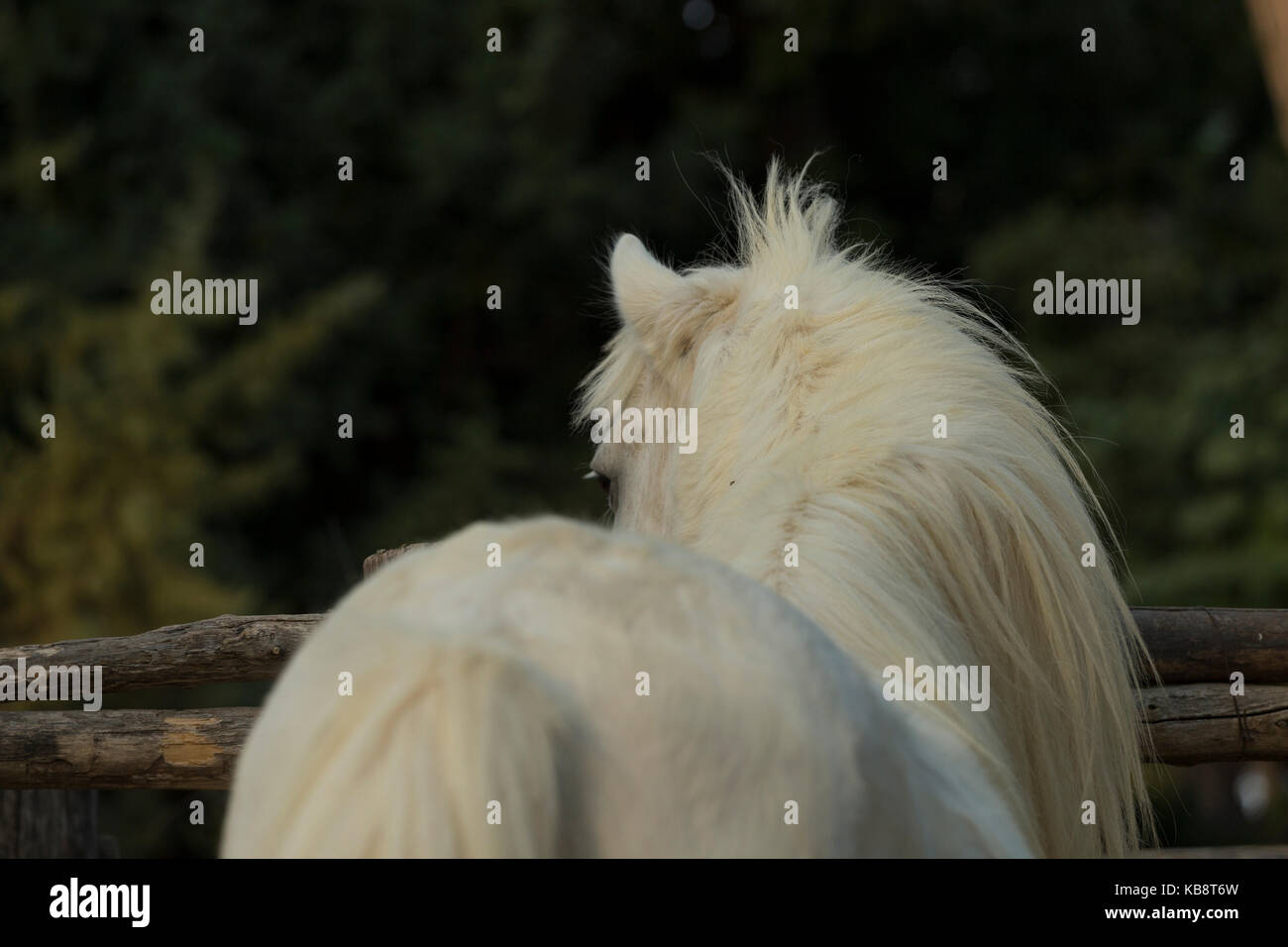 rare Skyros horse pony endangered Greece Stock Photo - Alamy