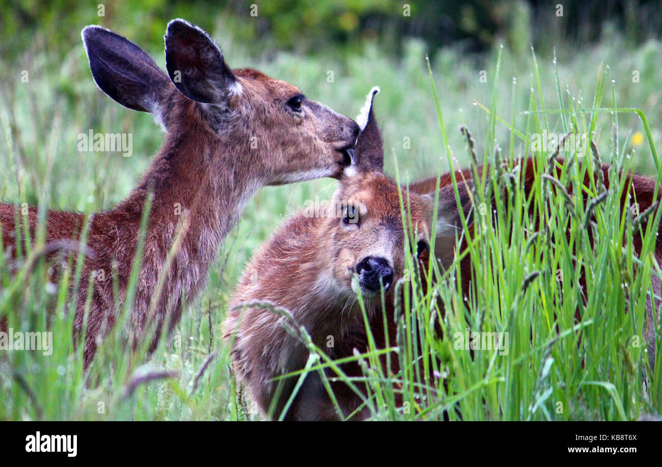 Grooming fawn hi-res stock photography and images - Alamy