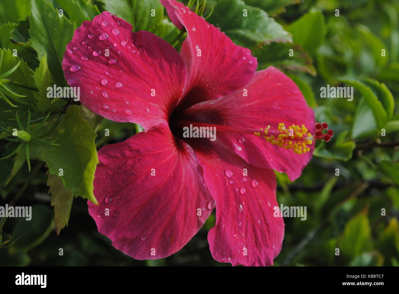 Flower with five petals hi-res stock photography and images - Alamy