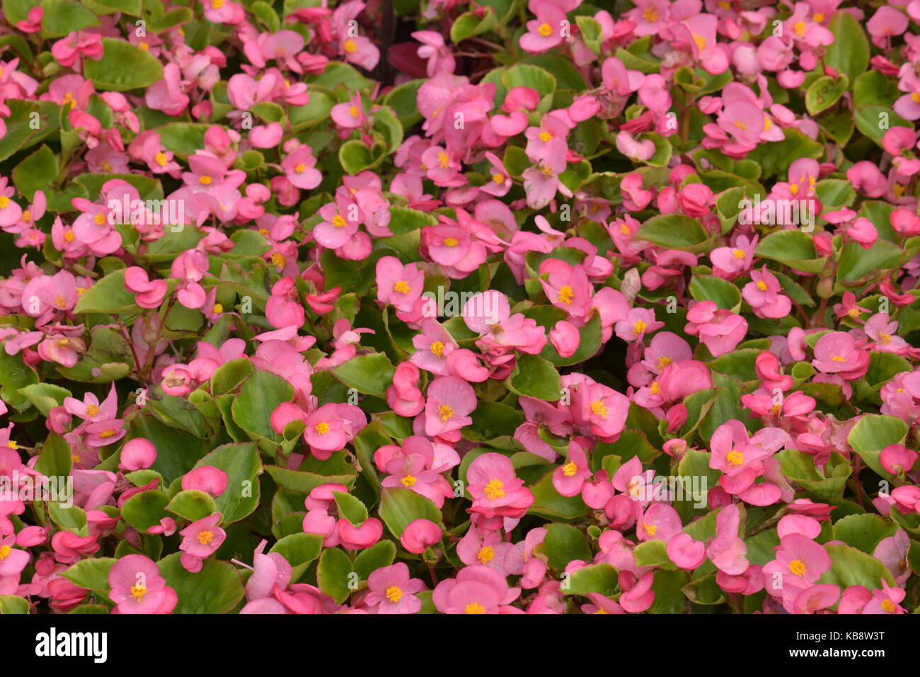 Busy Lizzie Flowers High Resolution Stock Photography and Images - Alamy