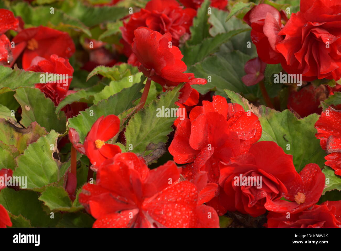 Red begonia flowers Stock Photo - Alamy