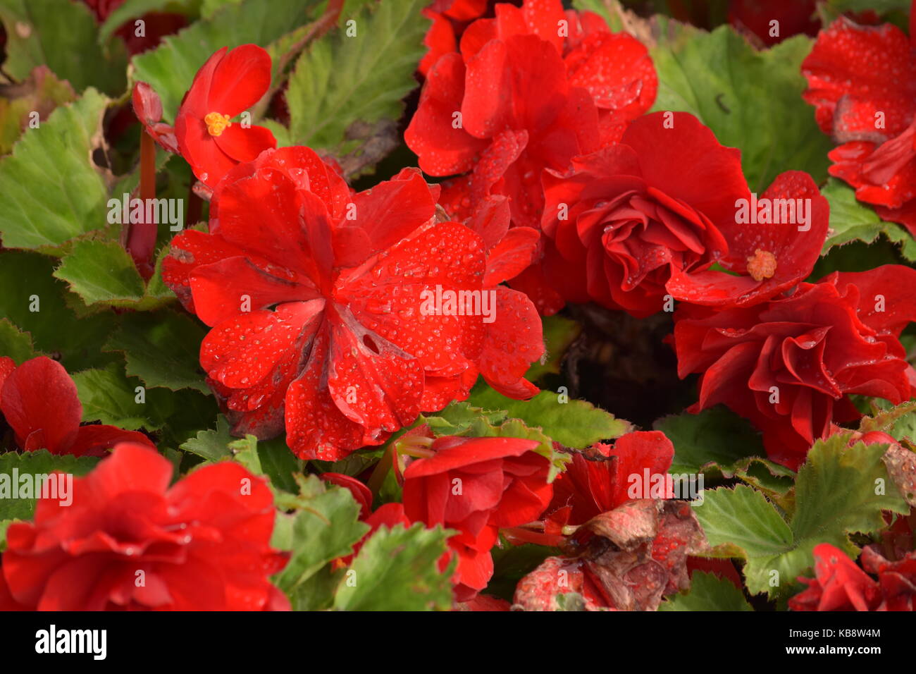 Red begonia flowers Stock Photo - Alamy