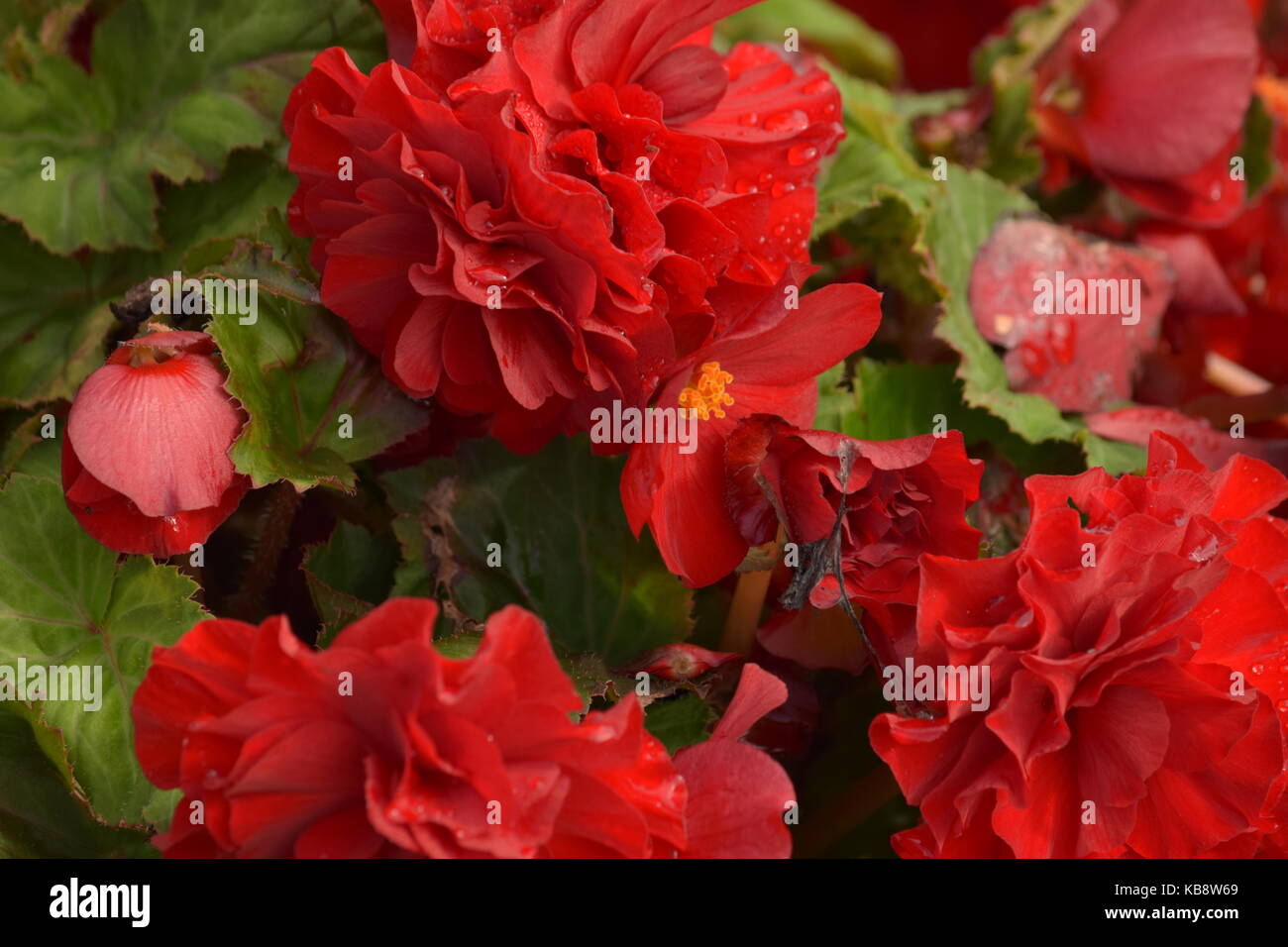 Red begonia flowers Stock Photo - Alamy