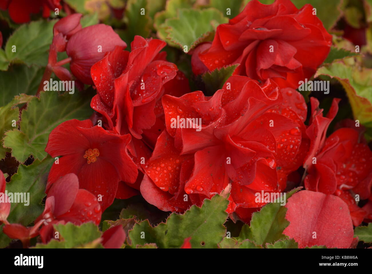 Red begonia flowers Stock Photo - Alamy