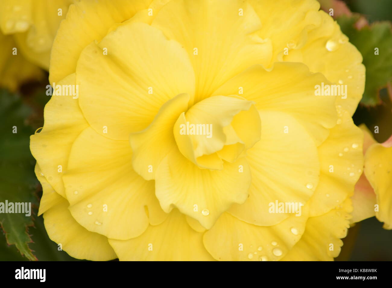 Yellow begonia flower Stock Photo - Alamy