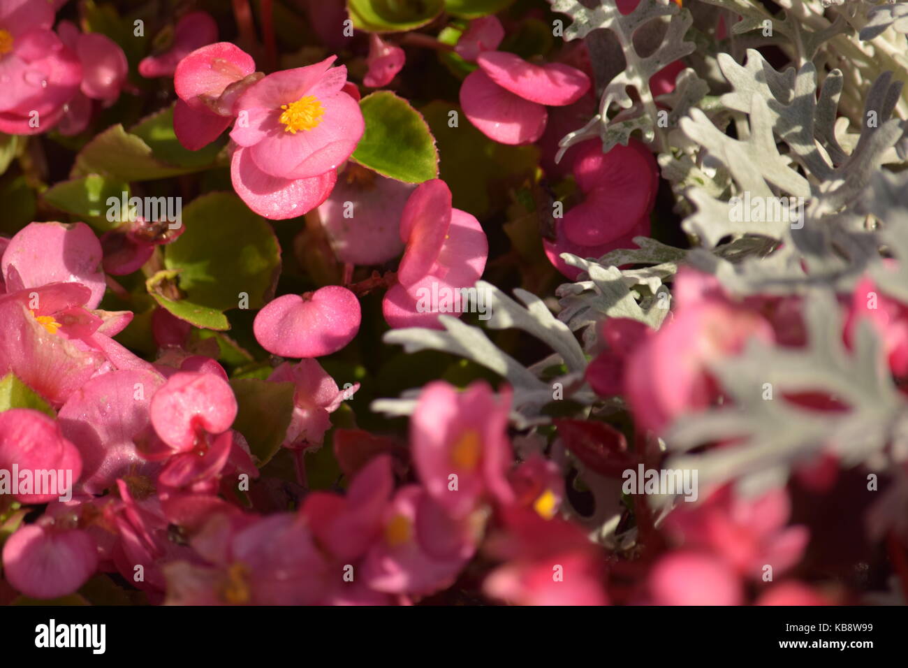 Impatiens walleriana or busy Lizzie flowers Stock Photo - Alamy