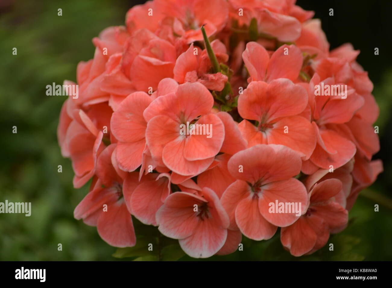 Red geranium flowers Stock Photo - Alamy