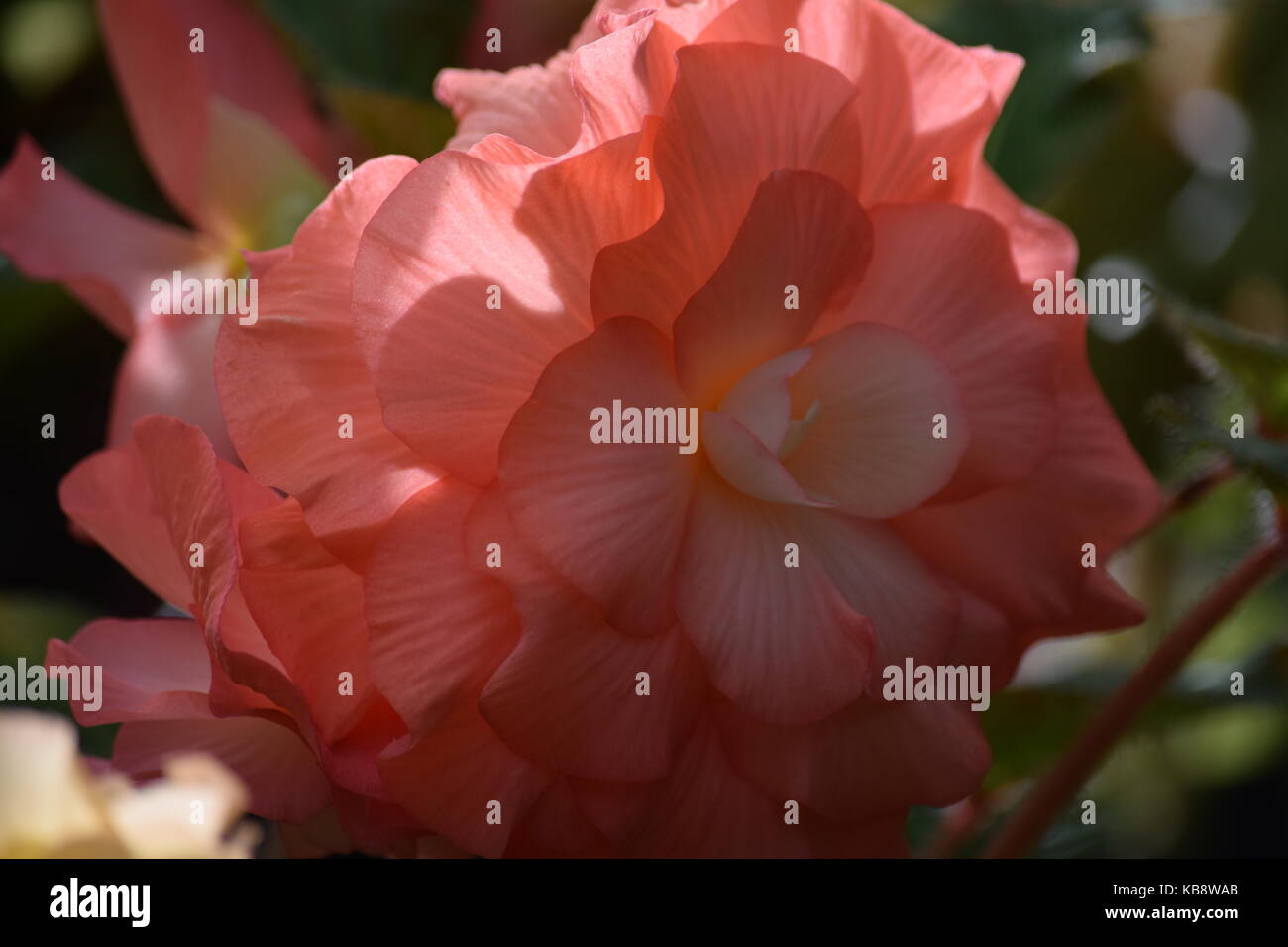 Red geranium flowers Stock Photo - Alamy