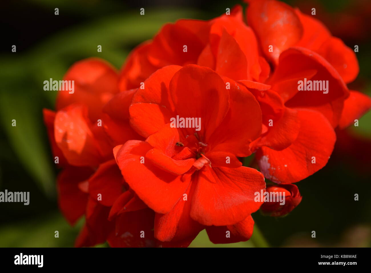 Red geranium flowers Stock Photo - Alamy
