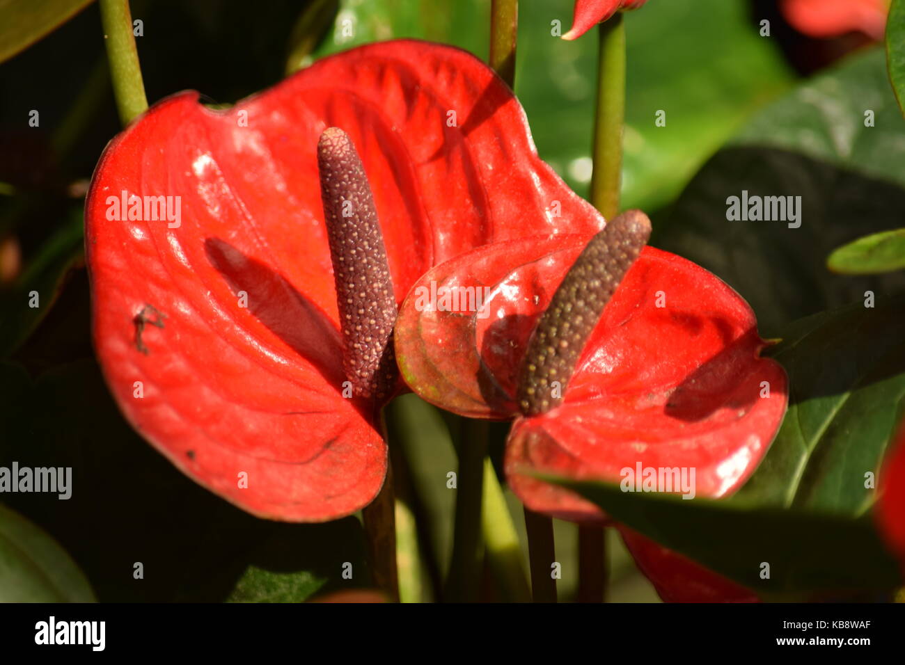 Peace lily, red Stock Photo - Alamy
