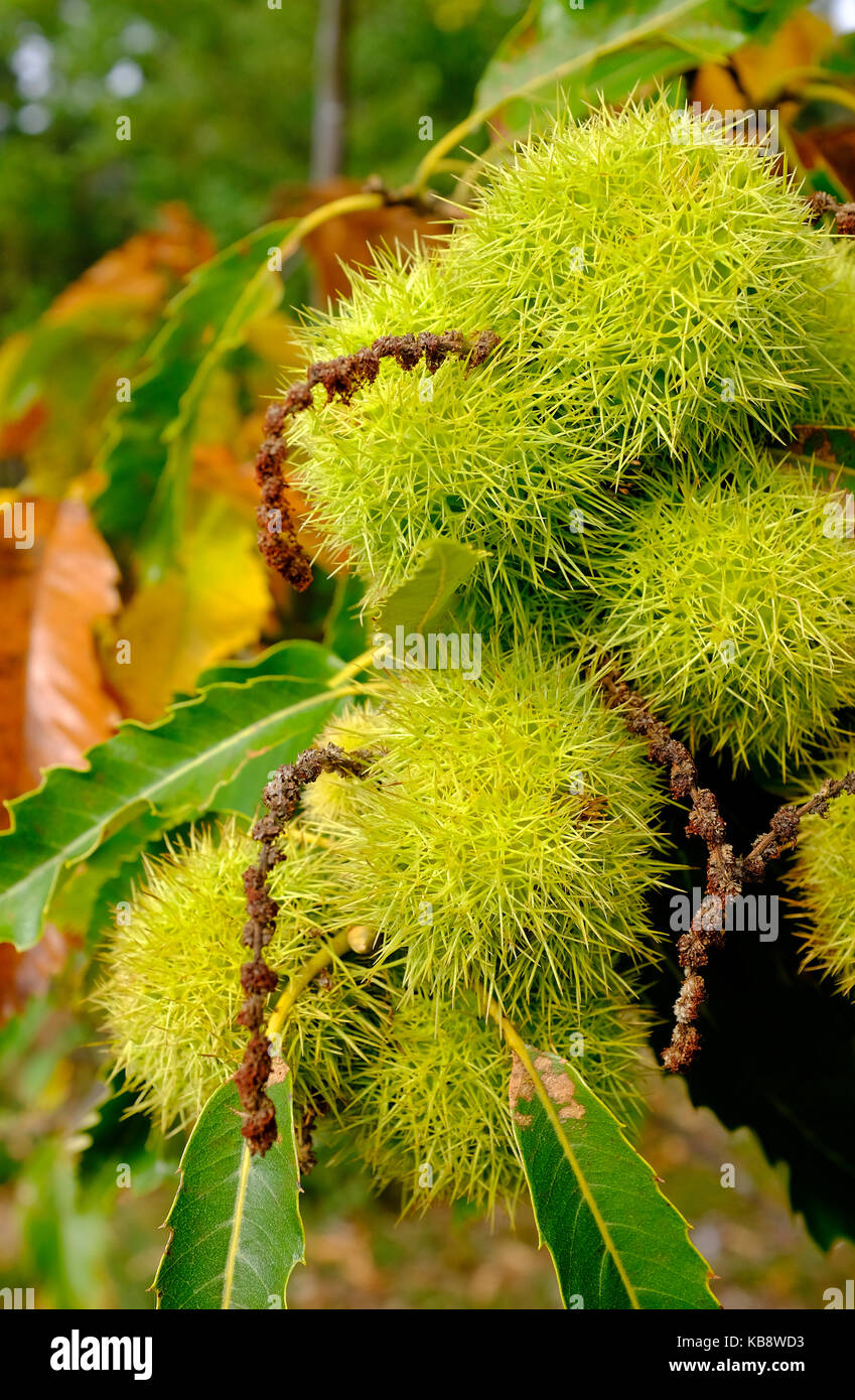 sweet chestnuts growing on tree, norfolk, england Stock Photo - Alamy