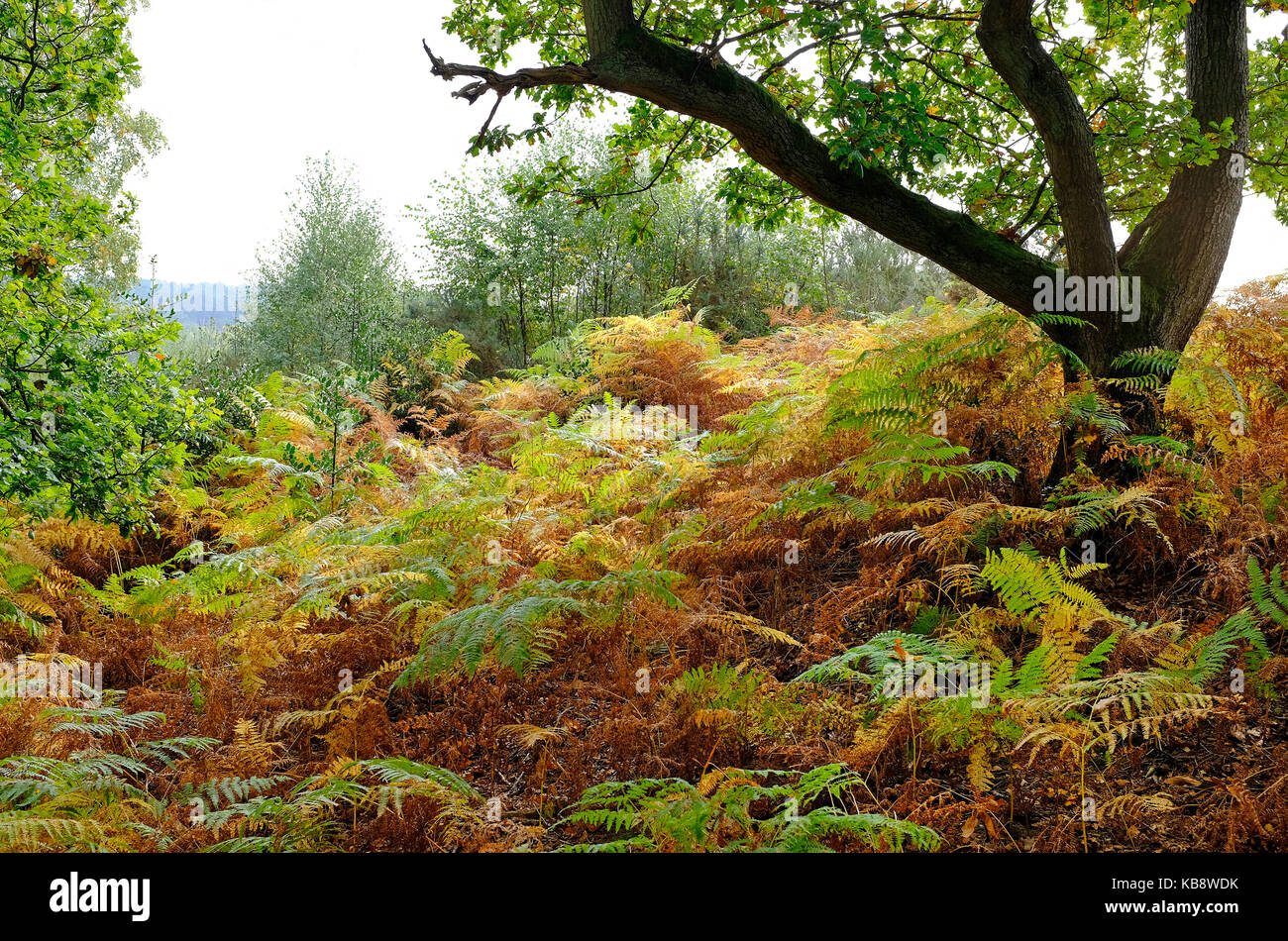 autumnal bracken, holt country park, north norfolk, england Stock Photo ...
