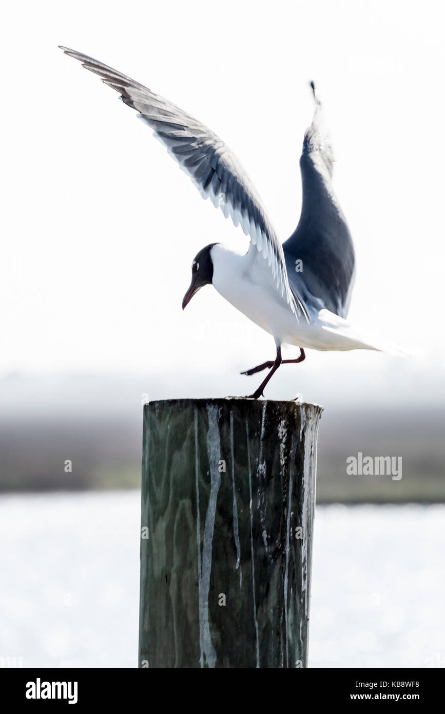 hooded gull on pier with open wings Stock Photo - Alamy