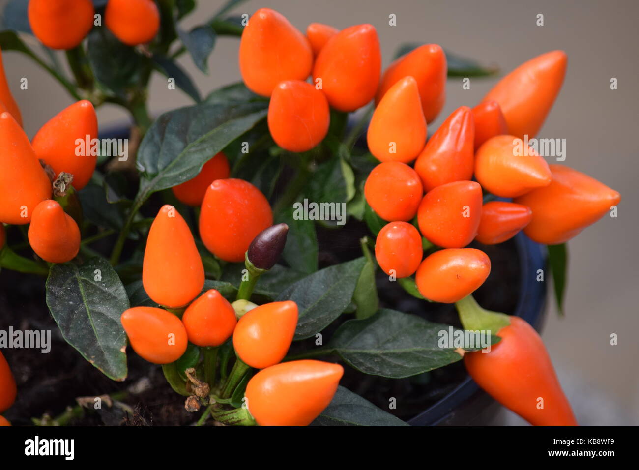 Little orange fruits Stock Photo - Alamy