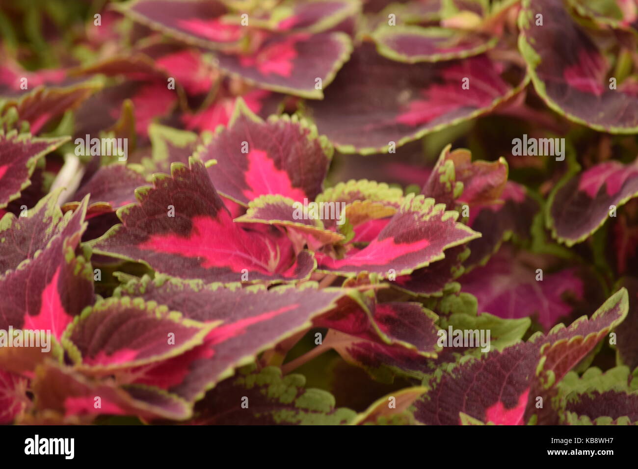 Red and green variegated leaves Stock Photo - Alamy
